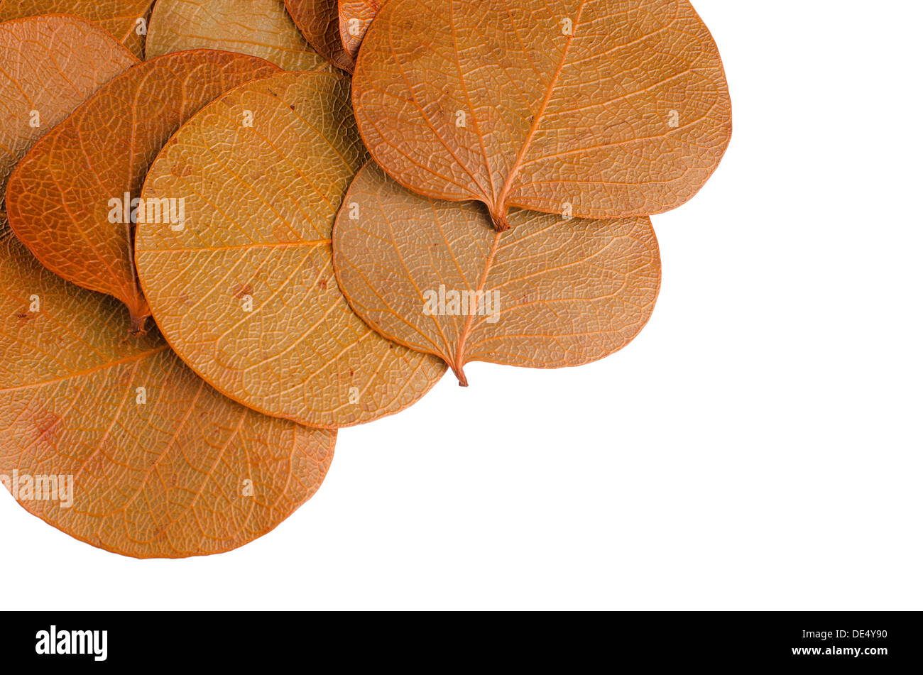 Autumn leaves border on horizontal white background Stock Photo - Alamy