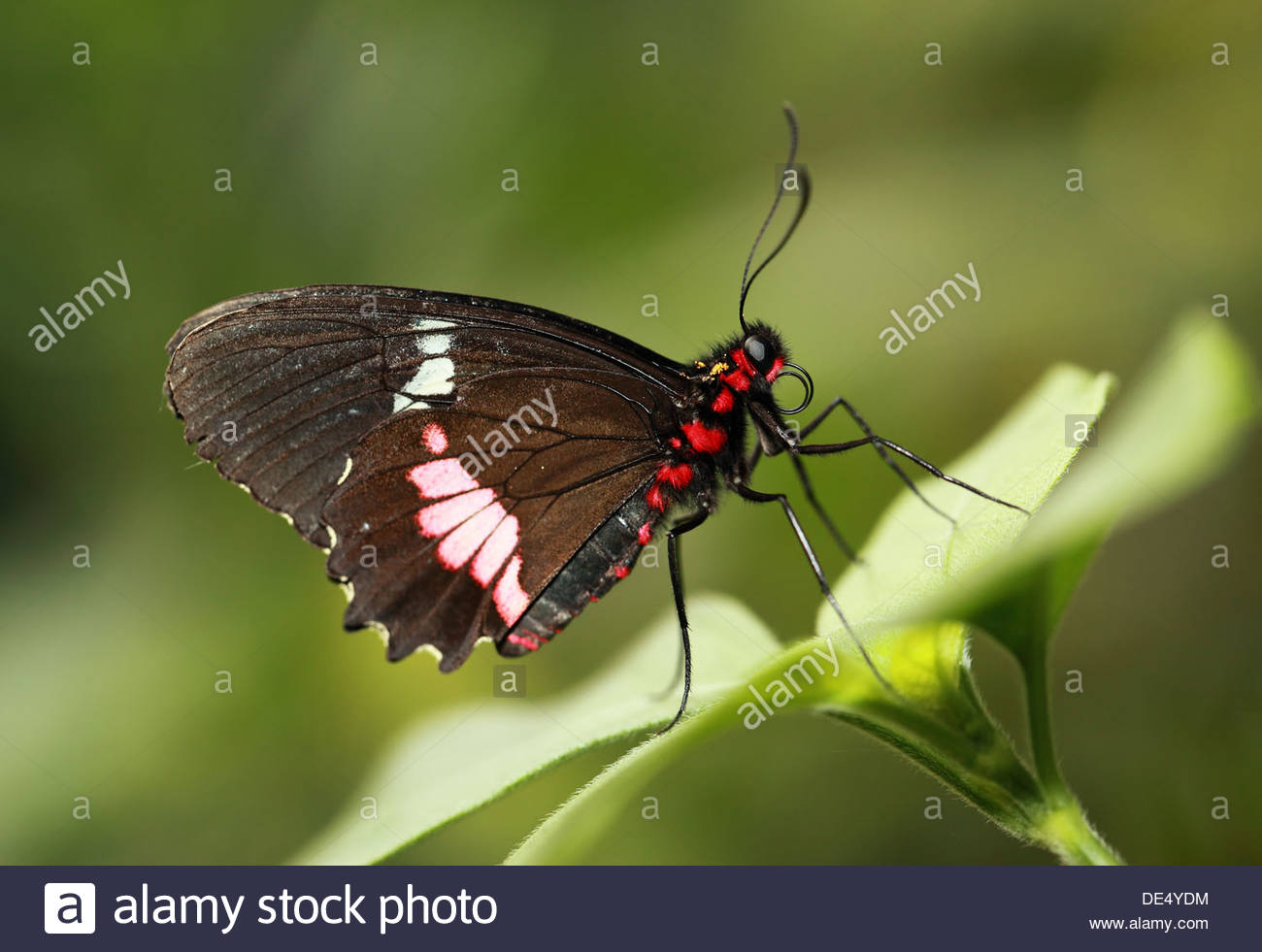 Cattleheart Stock Photos & Cattleheart Stock Images - Alamy