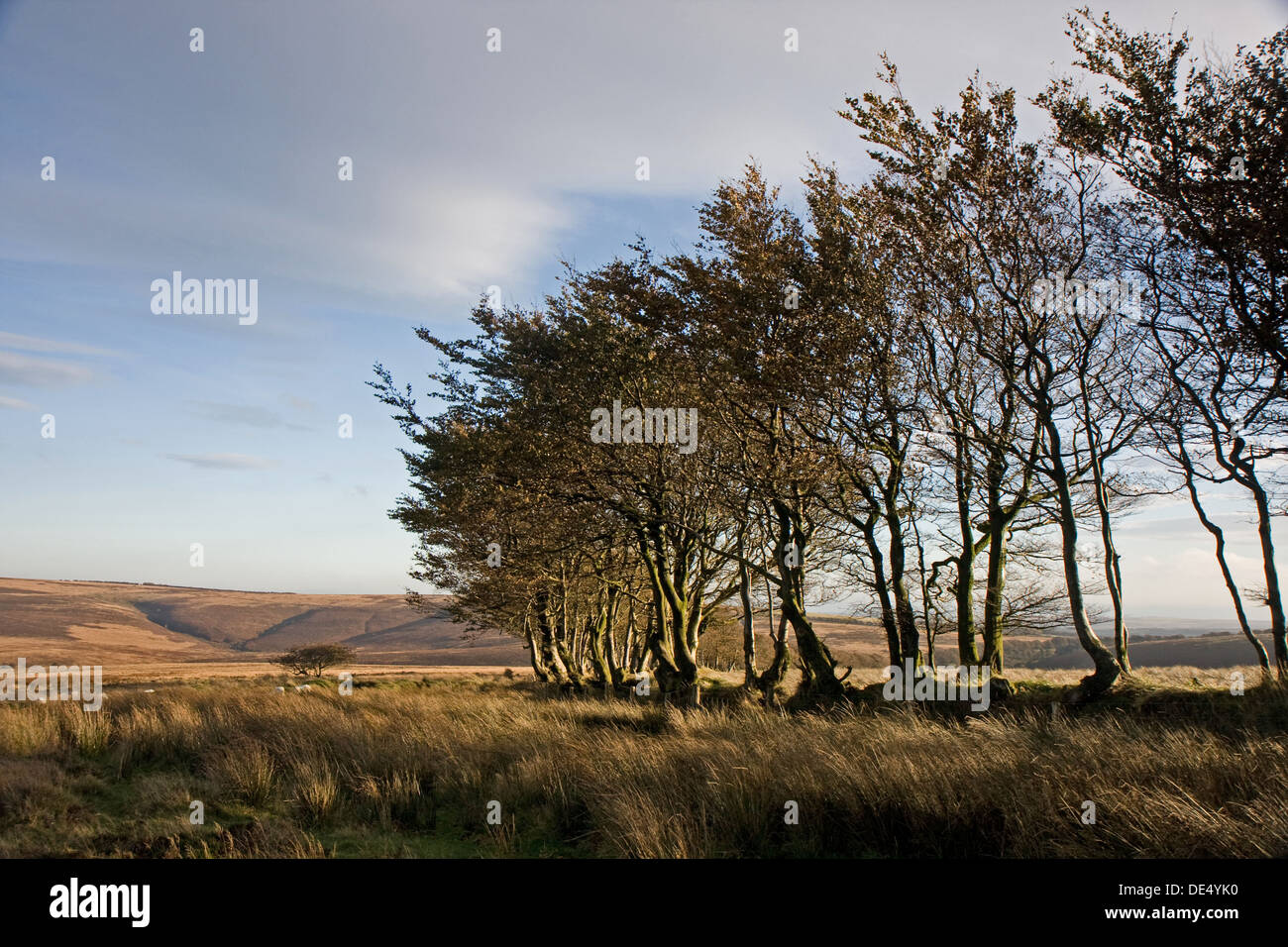 Exmoor, Somerset, England, UK Stock Photo - Alamy
