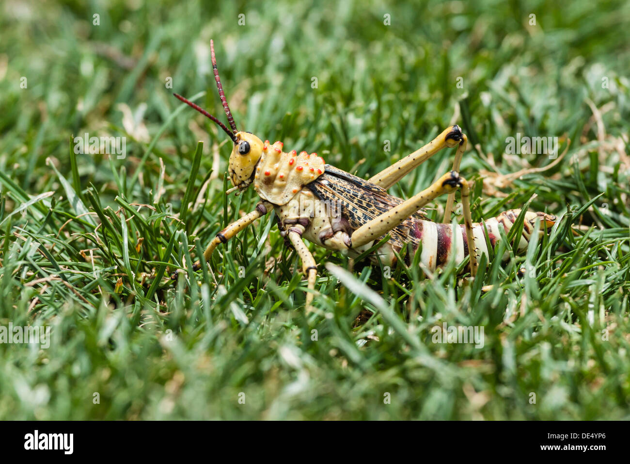 Phymateus Grasshopper (Phymateus morbillosus) in the grass, Namibia ...