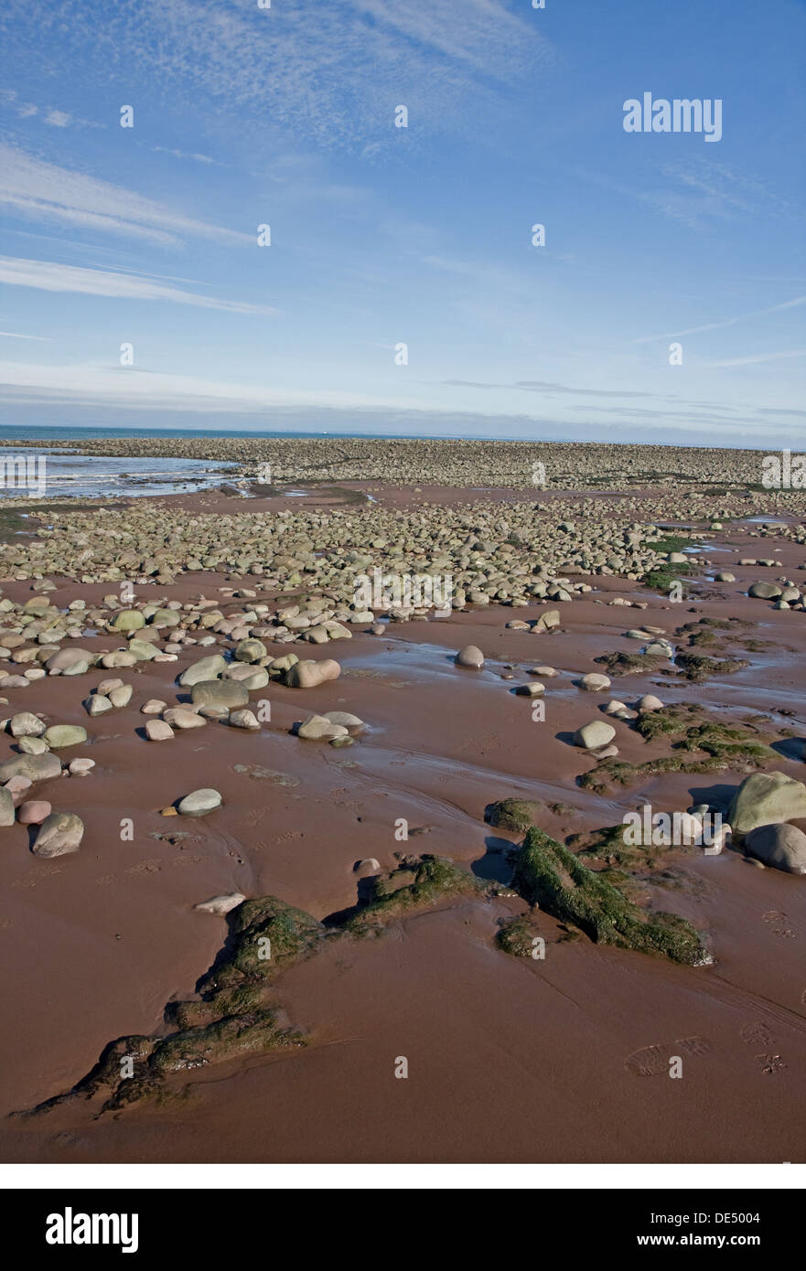 Porlock beach showing petrified remains of old forest now submerged ...