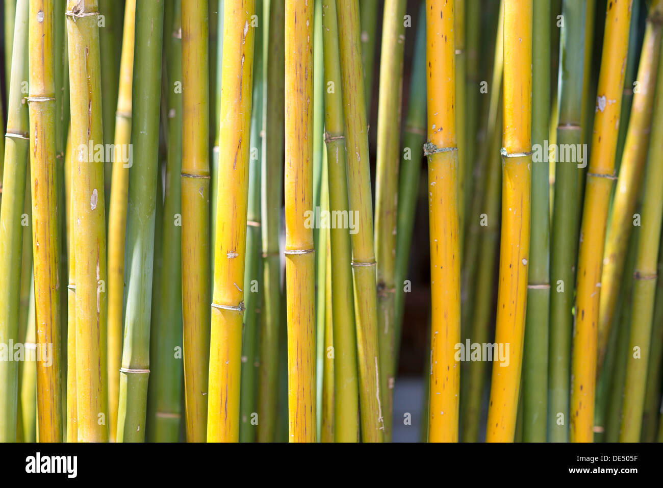 Gramineae side by side standing stand true grasses true grass hi-res ...