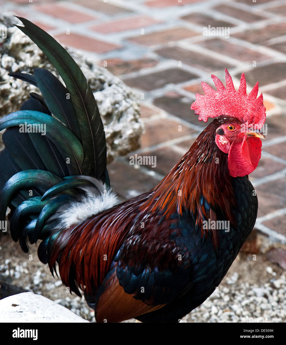 White Claret Gamefowl