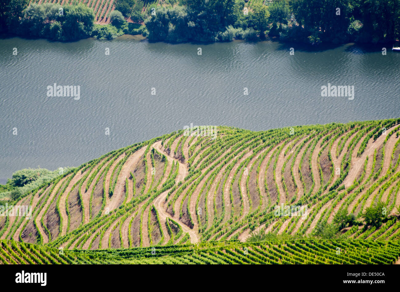 Terraced vineyards in Douro Valley, Alto Douro Wine Region in northern ...