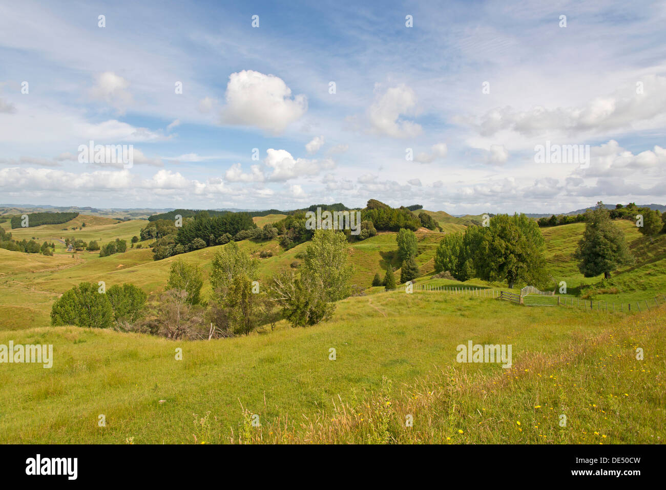 Landscape with hilly meadows, Coromandel, Coromandel Peninsula, North ...