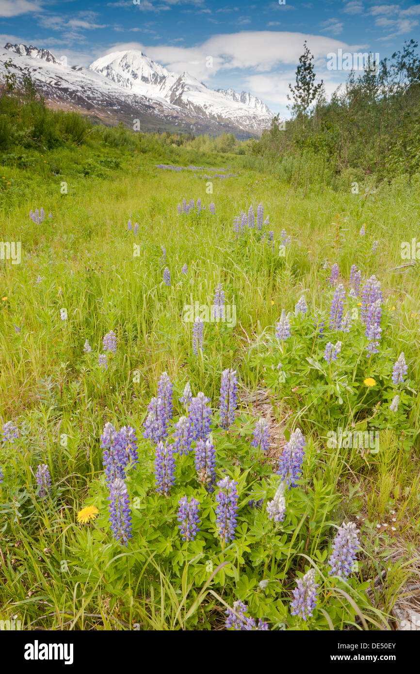 Meadow of Nootka Lupines - Lupinus nootkiensis- in Richardson Highway ...