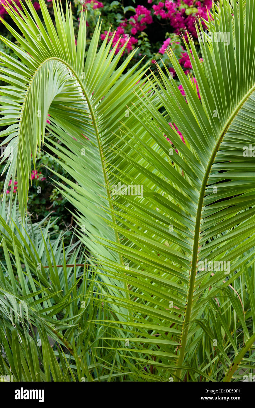 PHOENIX DACTYLIFERA Stock Photo - Alamy