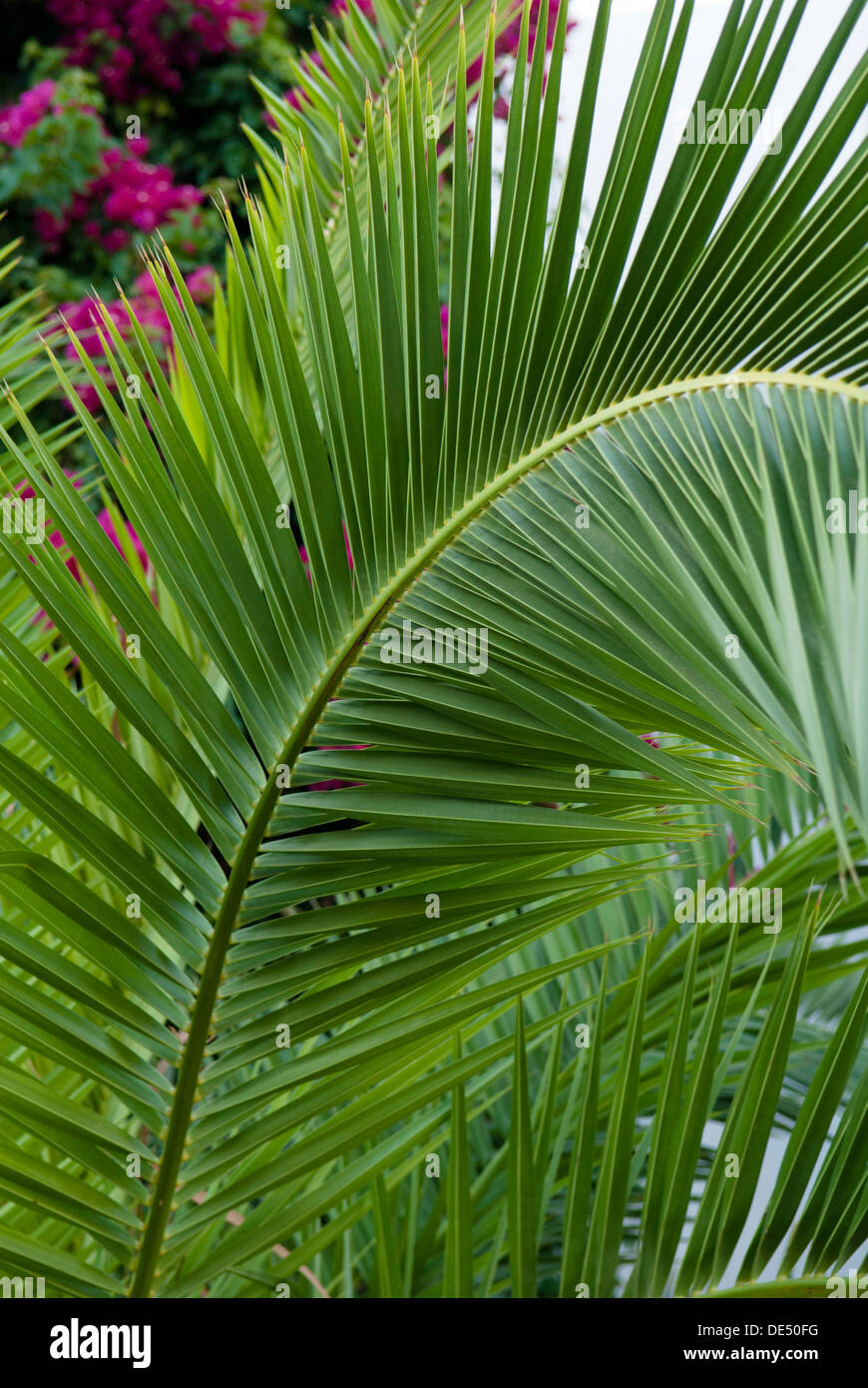 PHOENIX DACTYLIFERA Stock Photo - Alamy