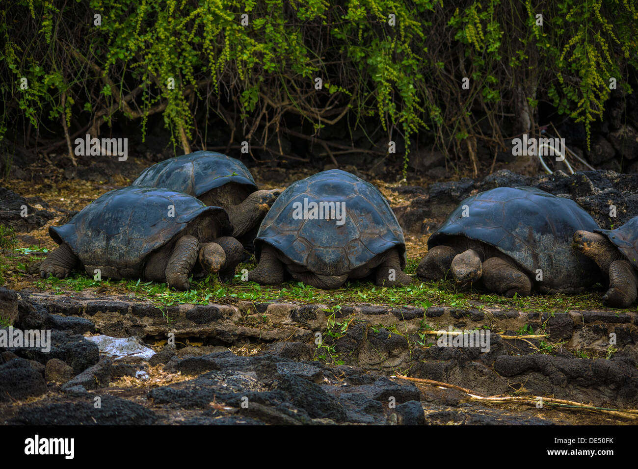 A pack of land turtles Stock Photo - Alamy