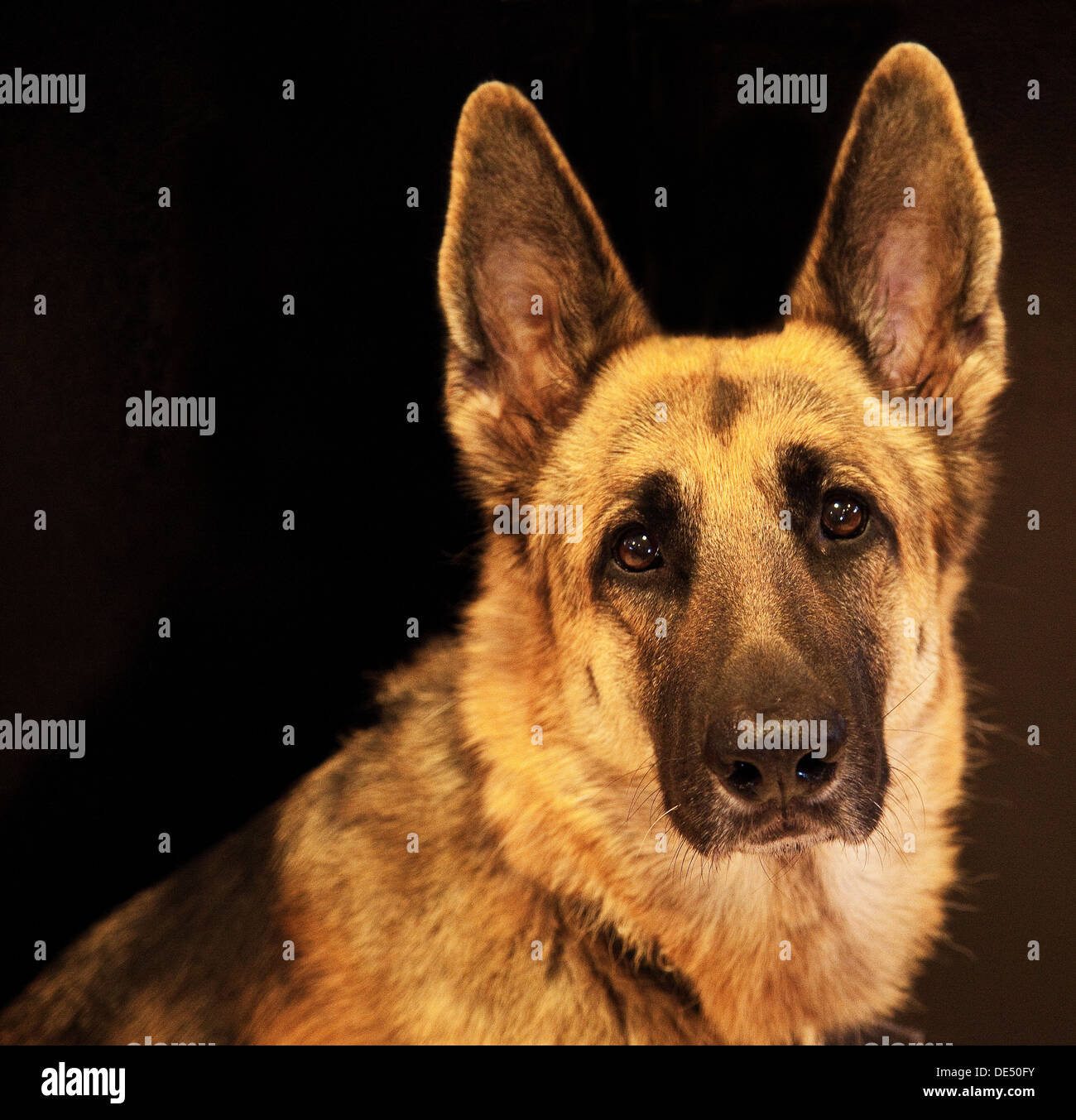 German Sheppard Dog Portrait Stock Photo - Alamy