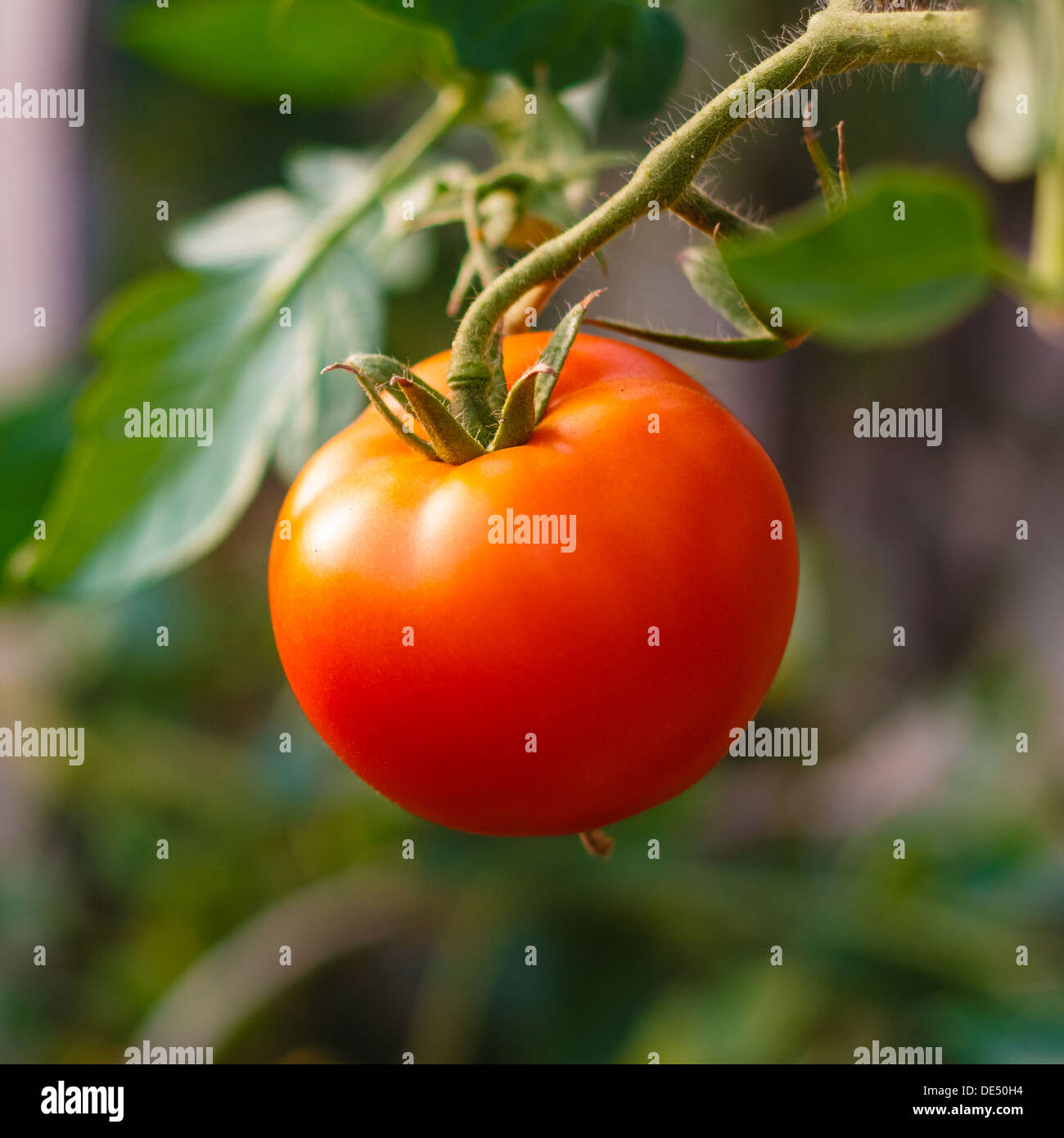 Homegrown red fresh tomato in a garden Stock Photo - Alamy