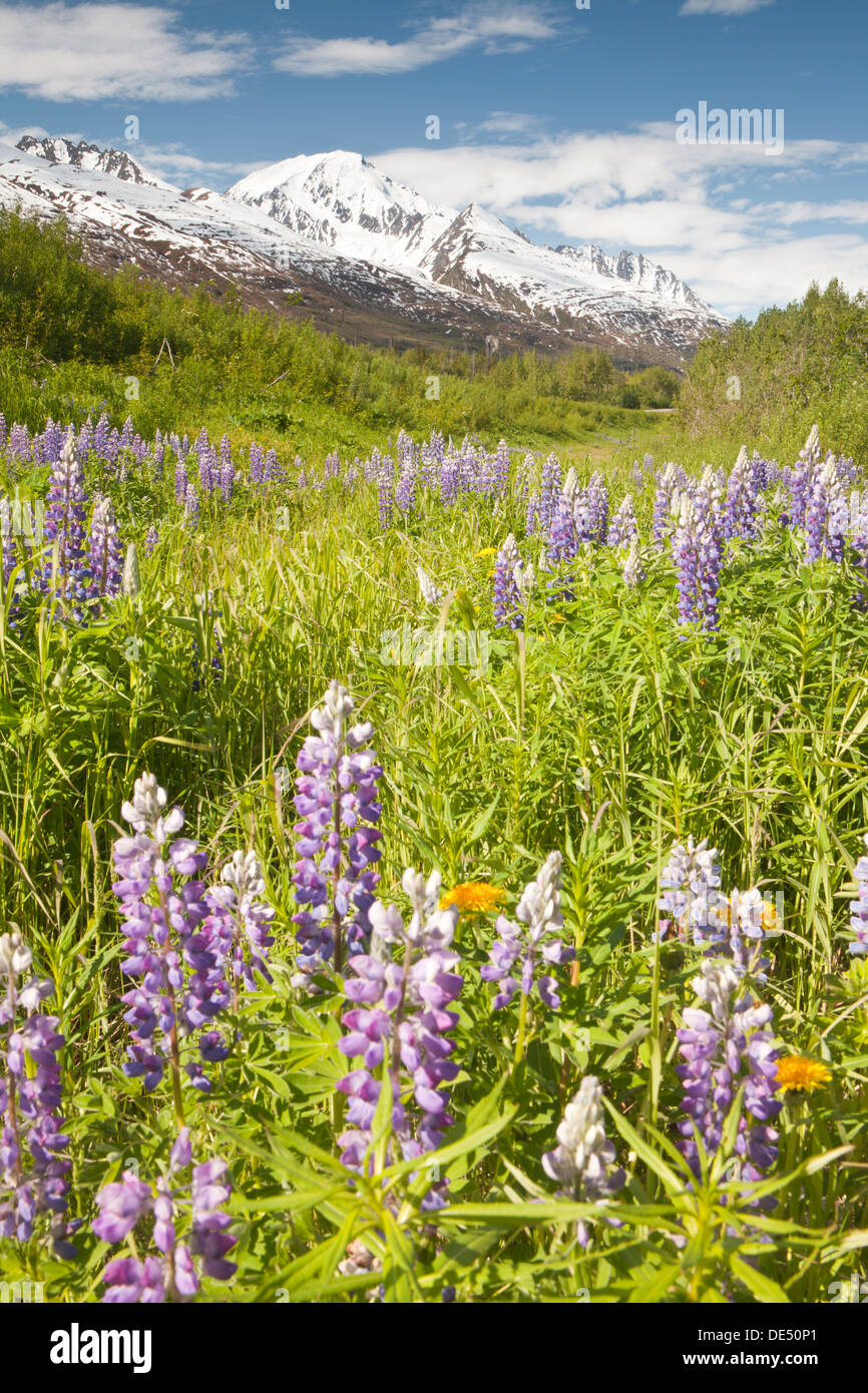 Meadow of Nootka Lupines - Lupinus nootkiensis- in Richardson Highway ...