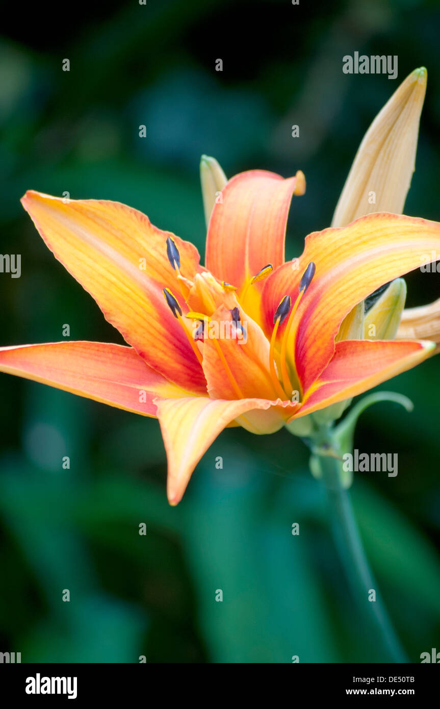 Hemerocallis fulva hi-res stock photography and images - Alamy