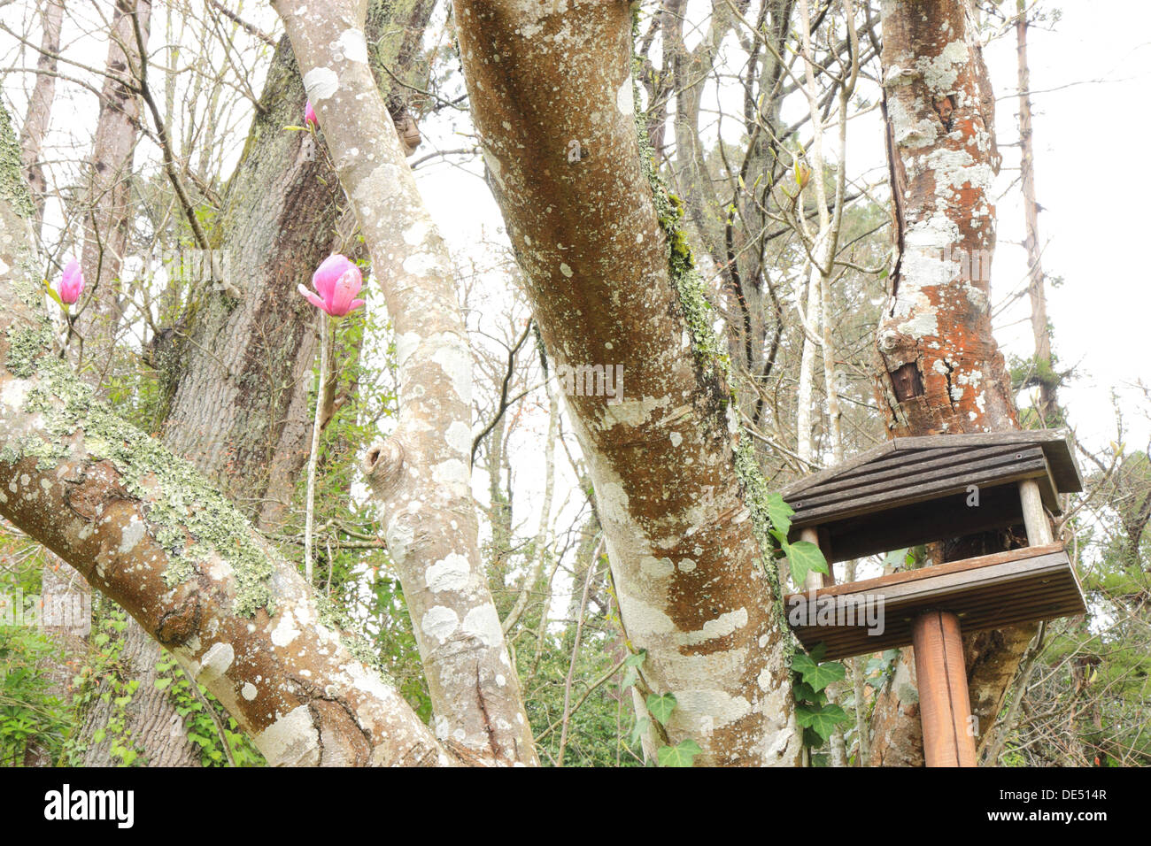Tree with bird home Stock Photo - Alamy