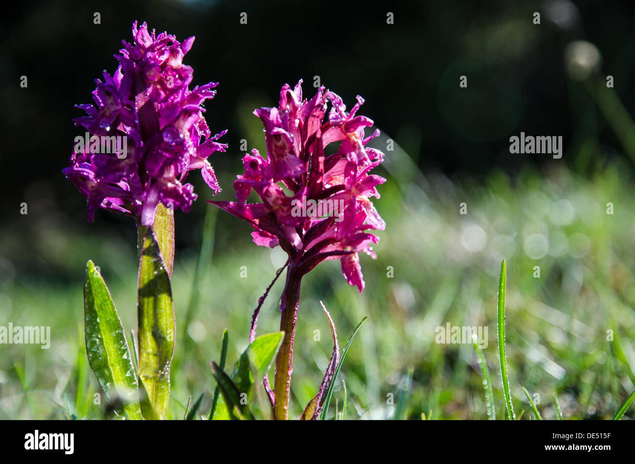 Wild flowers morning dew drops hi-res stock photography and images - Alamy