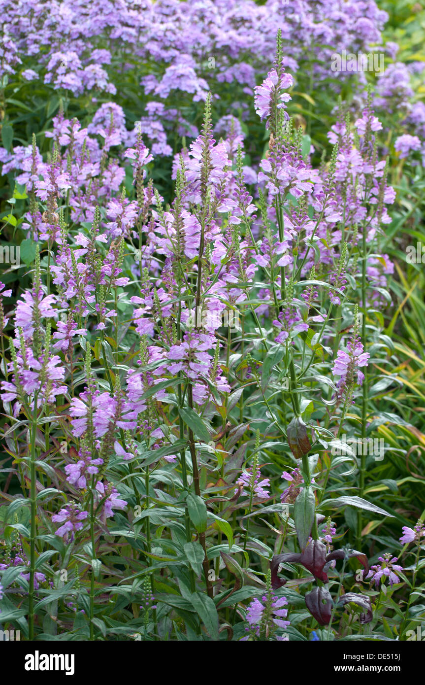 PHYSOSTEGIA VIRGINIANA VIVID Stock Photo - Alamy