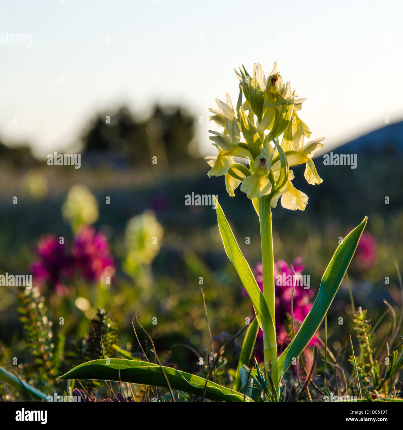 Alvar plant hi-res stock photography and images - Alamy