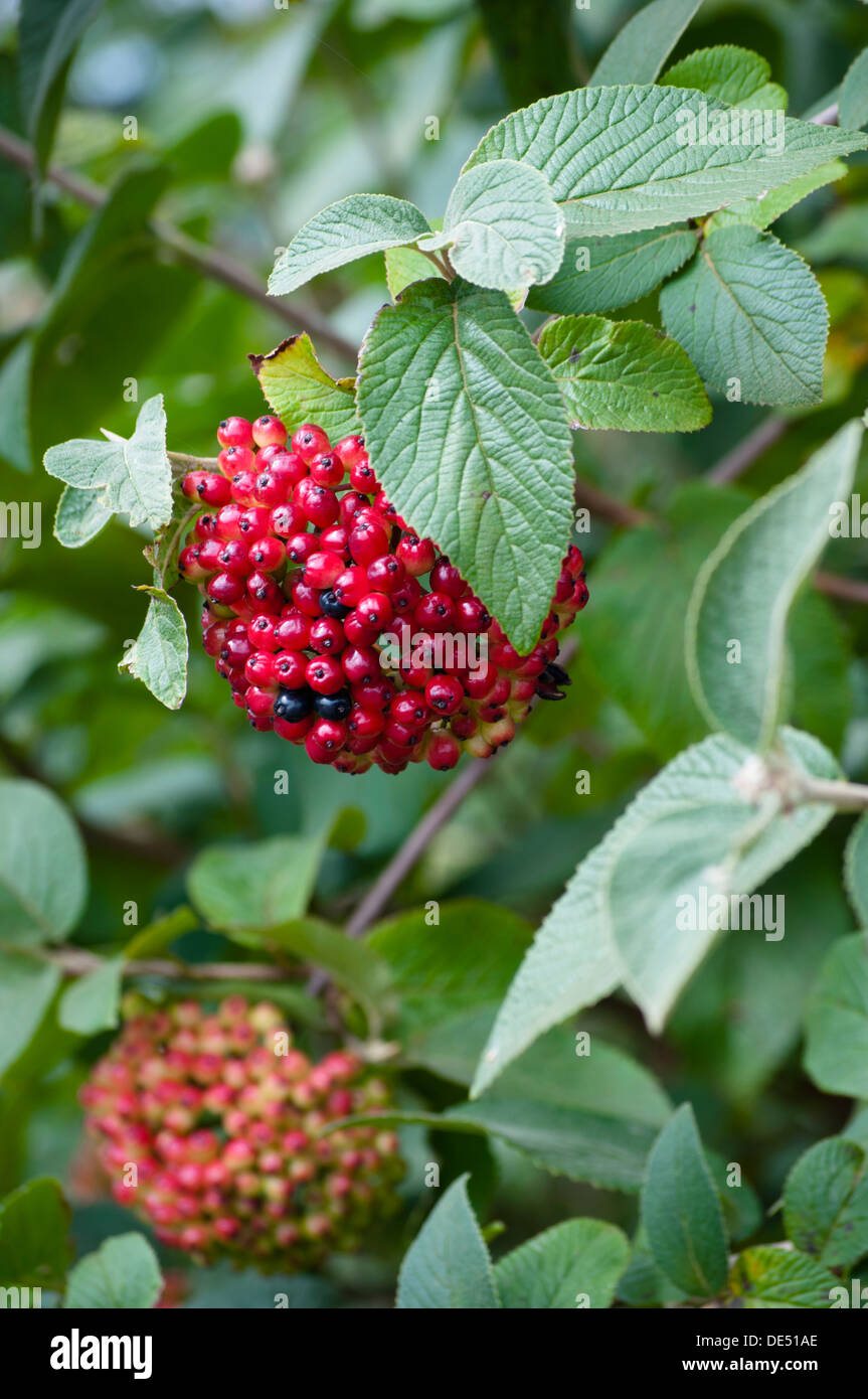 Viburnum lantana hi-res stock photography and images - Alamy