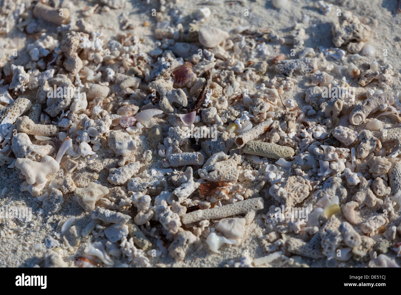 Fossilised coral hi-res stock photography and images - Alamy
