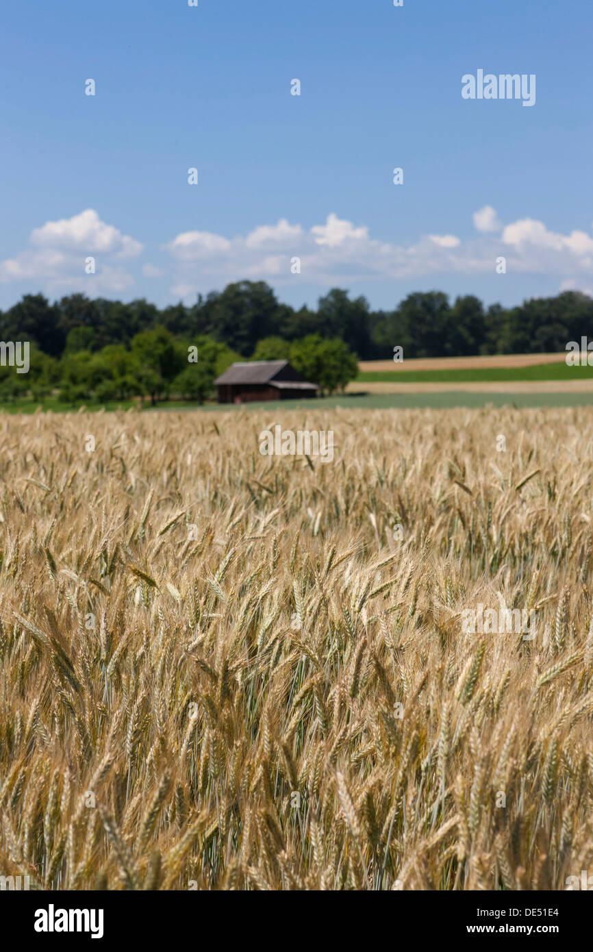Cultivated rye secale cereale hi-res stock photography and images - Alamy