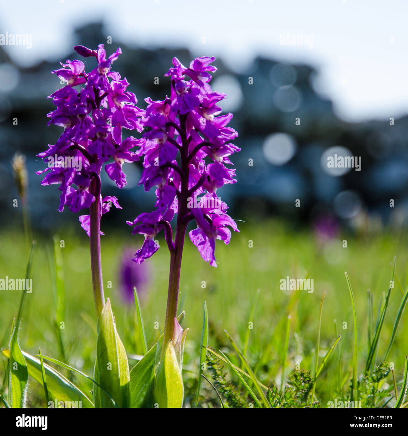 Springtime Symbols High Resolution Stock Photography and Images - Alamy