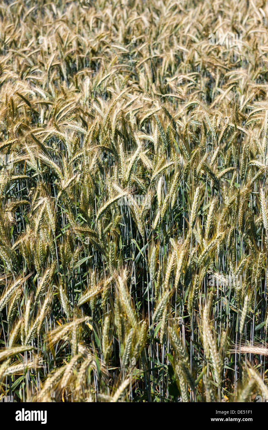 Field of Rye (Secale cereale Stock Photo - Alamy