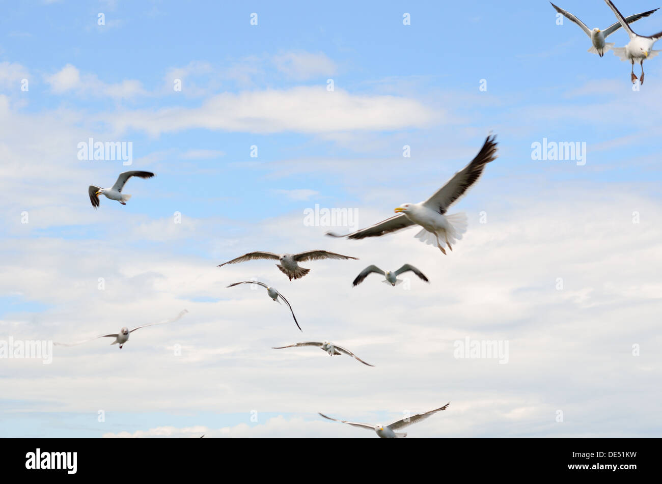 Seagulls soar in the wind Stock Photo - Alamy