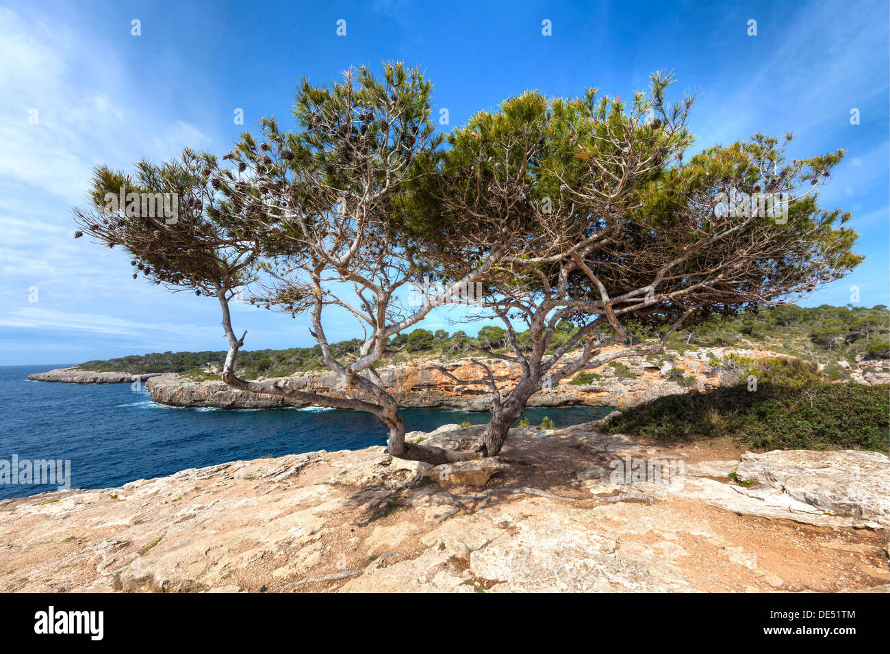 Old pine tree (Pinus pinea), Cala Pi, Mallorca, Majorca, Balearic ...