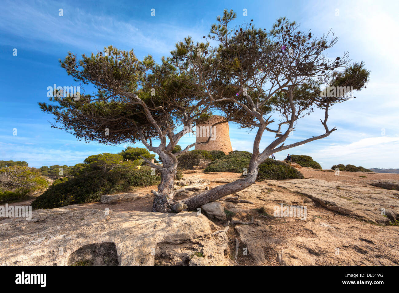 Old pine tree (Pinus pinea), Cala Pi, Mallorca, Majorca, Balearic ...