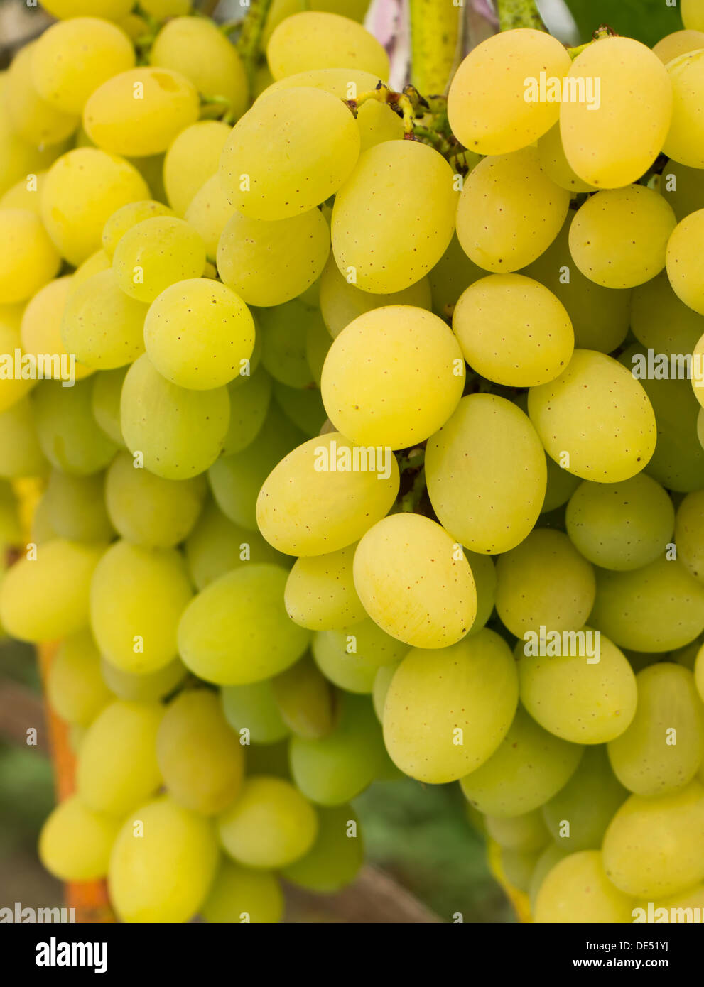 White table grapes hi-res stock photography and images - Alamy
