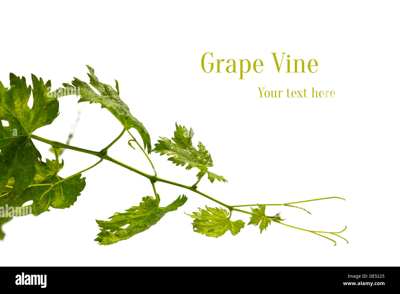 Grapevine isolated on white background Stock Photo - Alamy