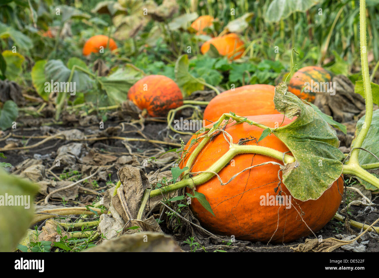 Rural halloween hi-res stock photography and images - Alamy