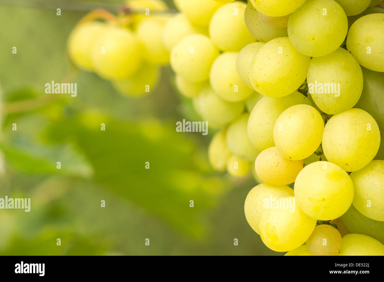 Green Grapes on Vine. White Table Grapes fruit Stock Photo - Alamy