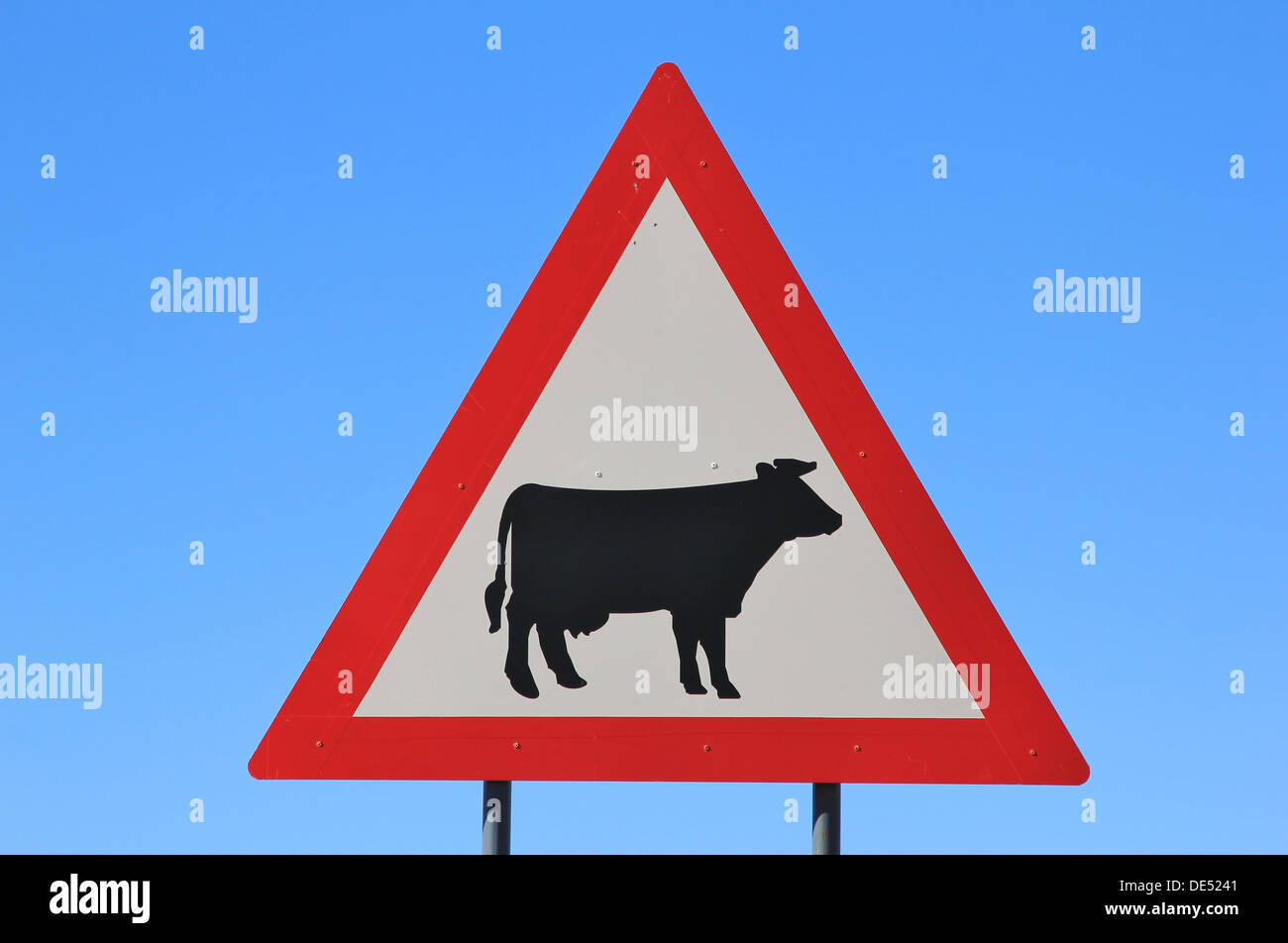 Cow - A road warning sign to alert drivers and road users of possible ...
