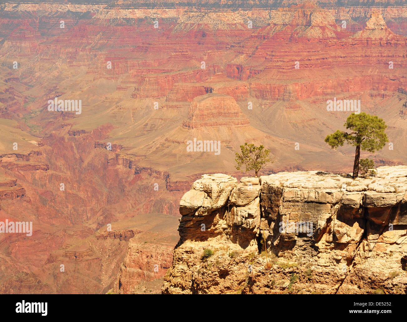Tree Grand Canyon Landscape Stock Photo - Alamy