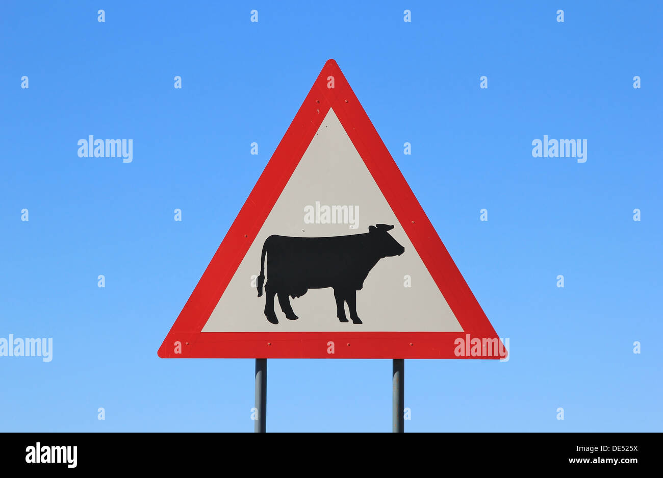 Cow - A road warning sign to alert drivers and road users of possible ...