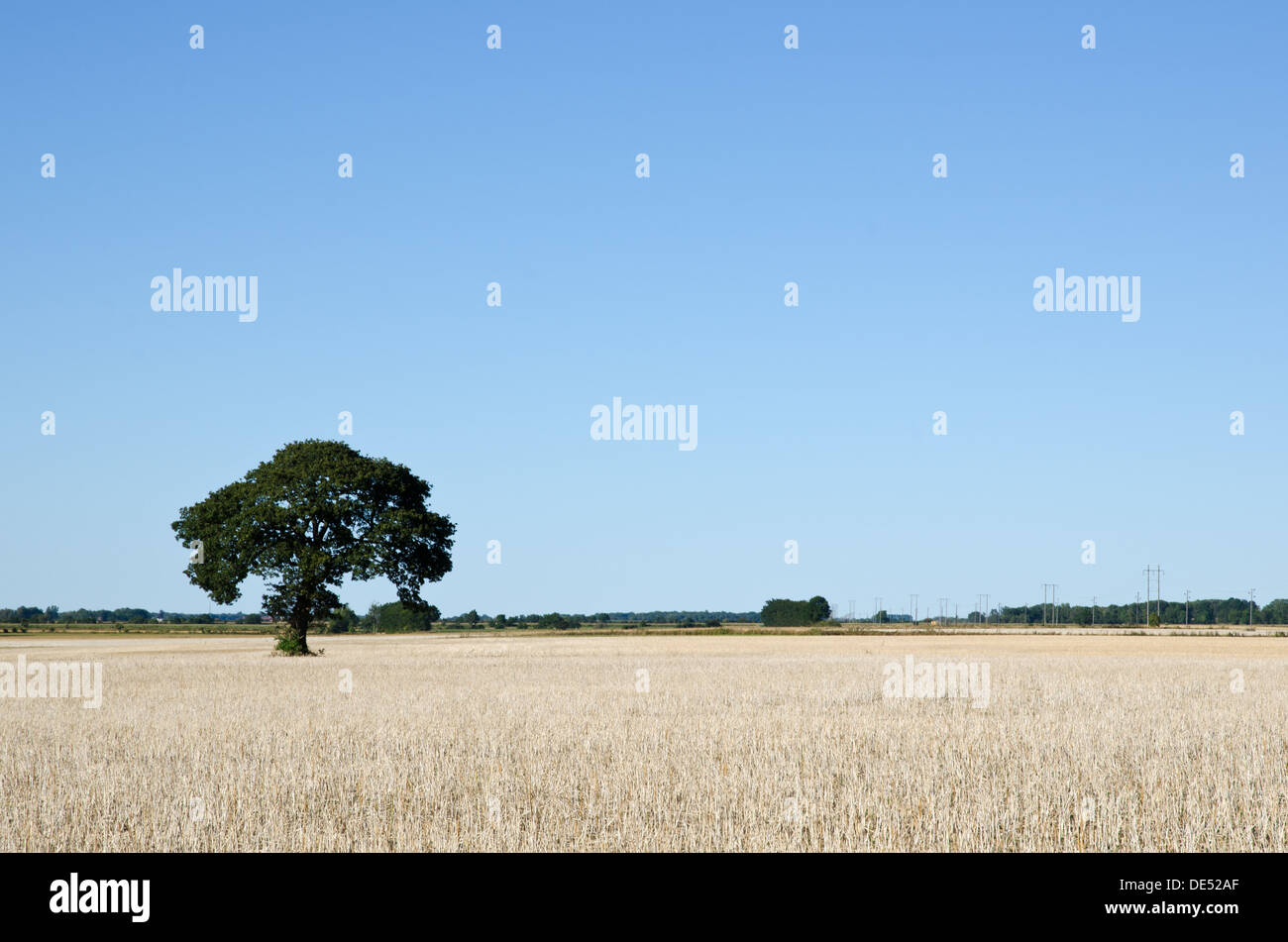 Solitaire tree hi-res stock photography and images - Alamy