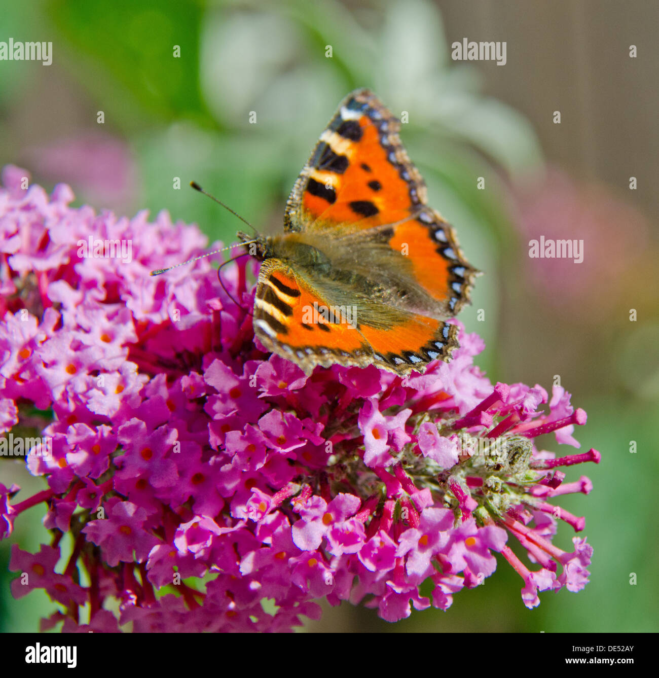Small Tortoiseshell Butterfly Stock Photo - Alamy