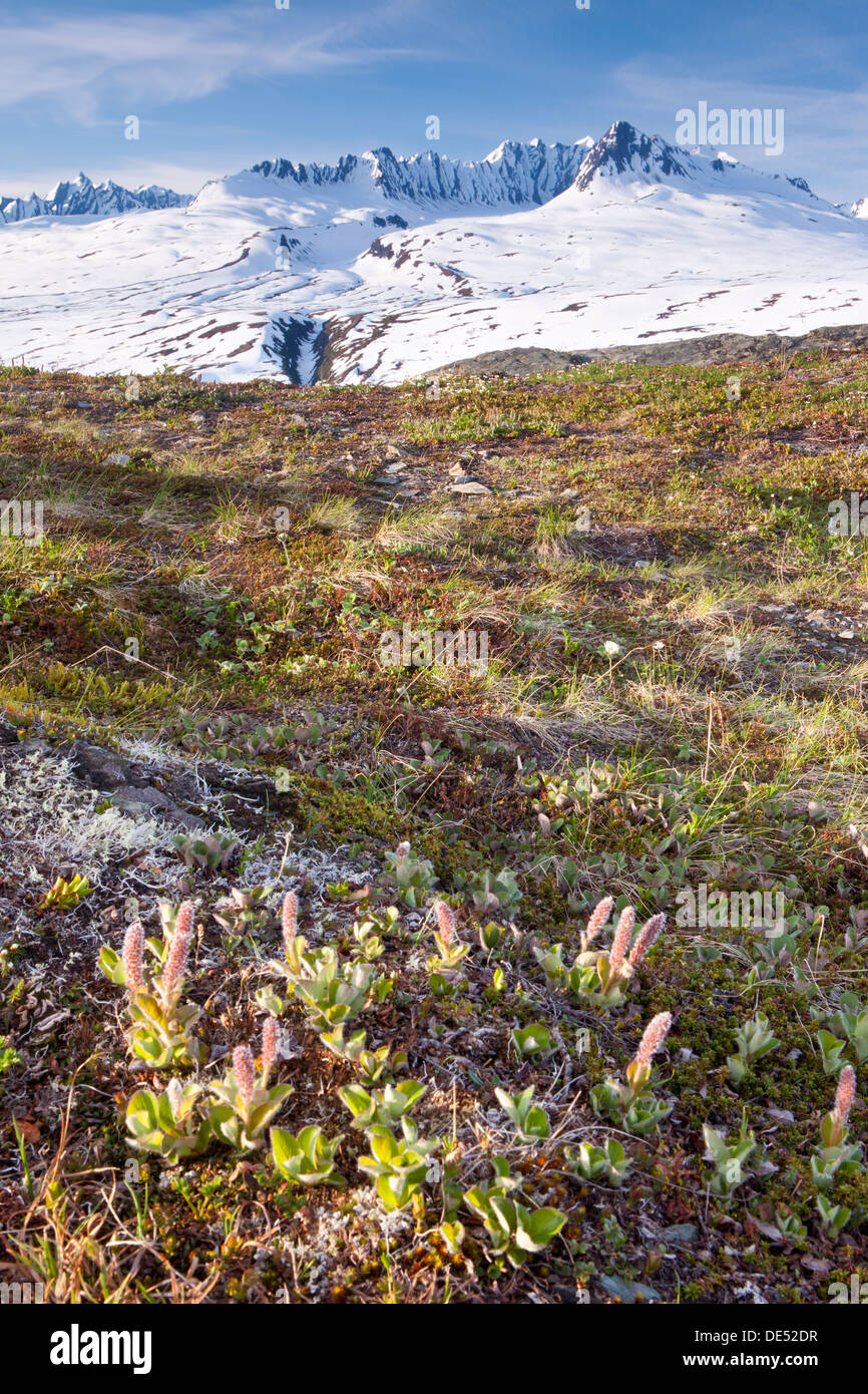 Meadows alaska hi-res stock photography and images - Alamy