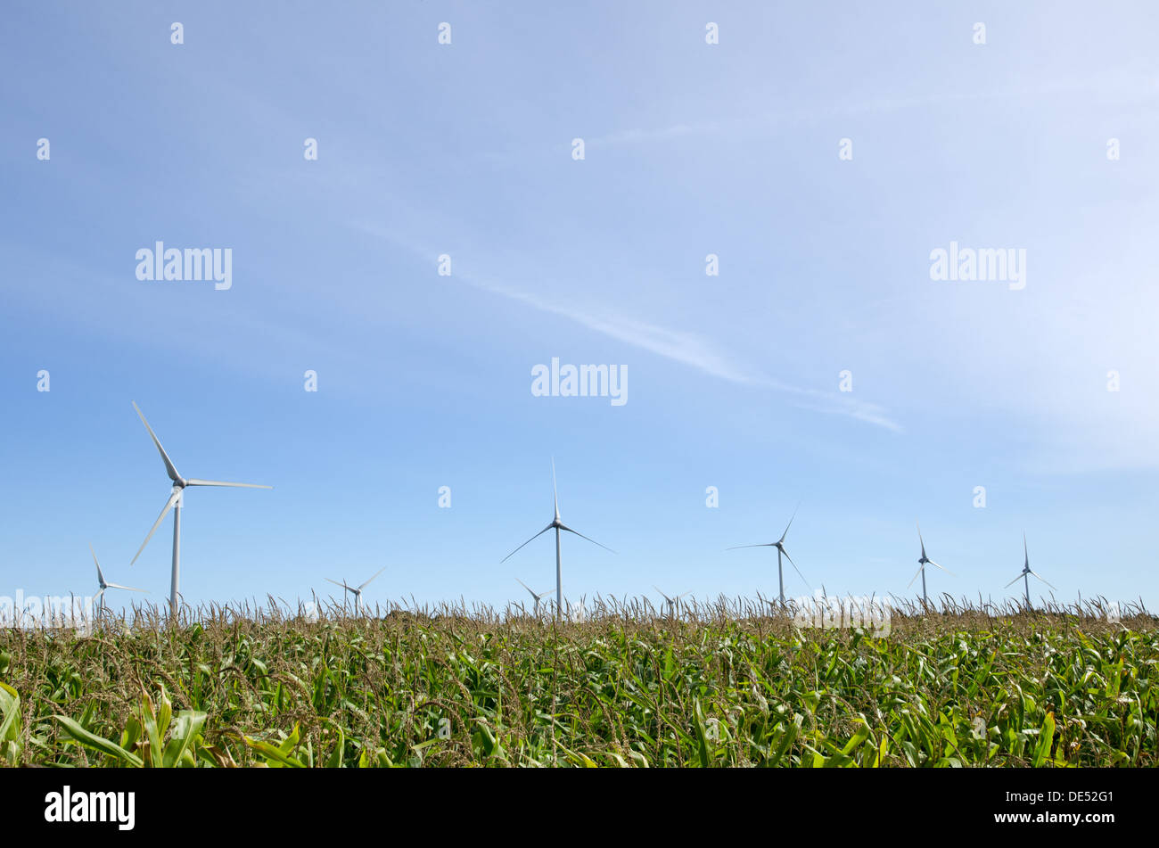 Windmills in a corn field Stock Photo - Alamy
