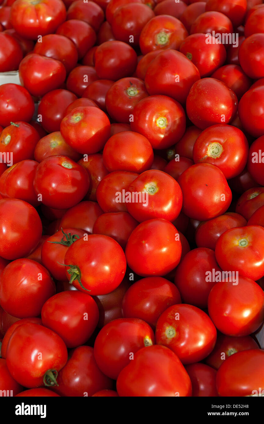 Environmentalism solanum eyal nahmias israel verticals hi-res stock ...