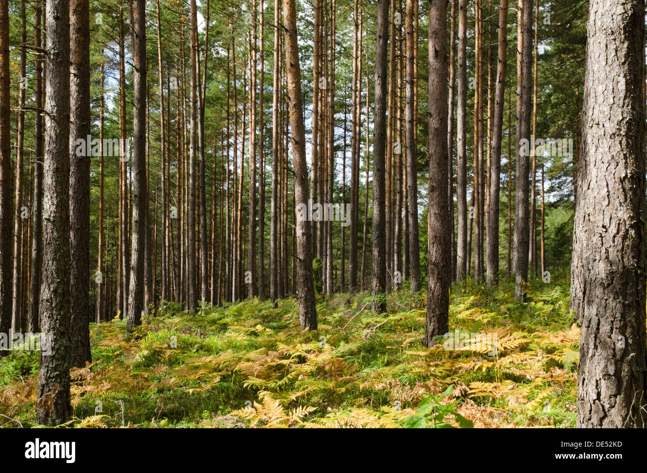 Yellow bracken hi-res stock photography and images - Alamy