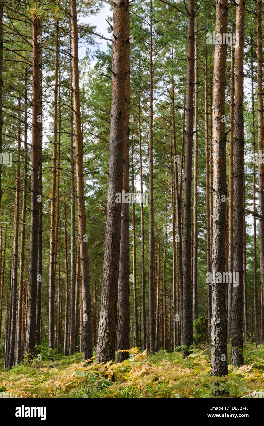 Tall tree in forest landscape hi-res stock photography and images - Alamy
