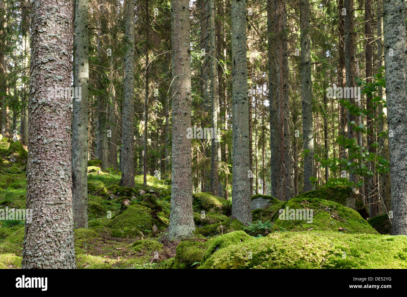 Tall green spruce fir hi-res stock photography and images - Alamy