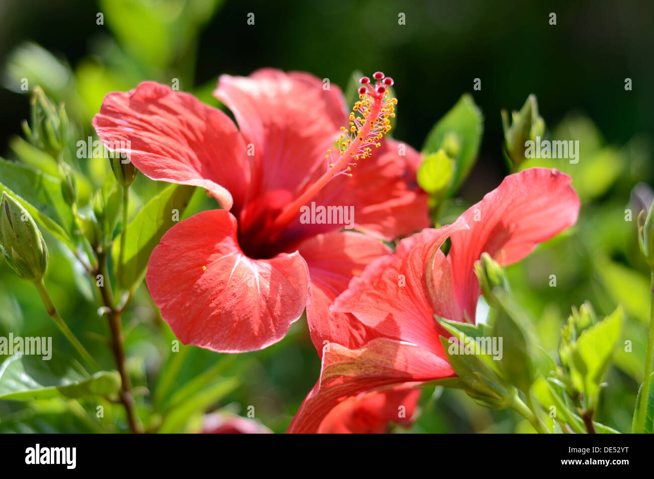Pink flowers in blossom in a garden Essaouira Morocco Africa Stock ...