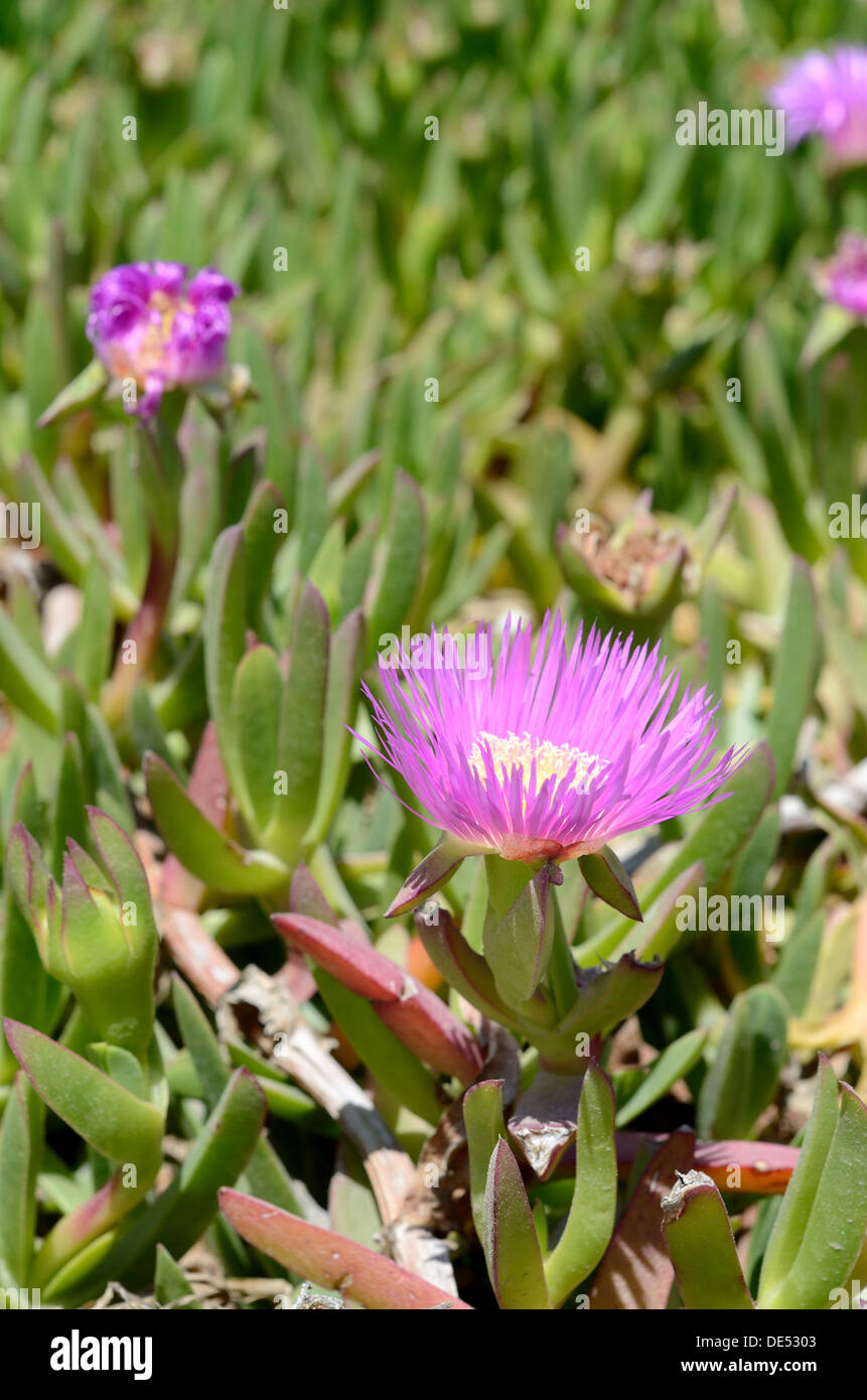 Pink flowers in blossom in a garden Essaouira Morocco Africa Stock ...