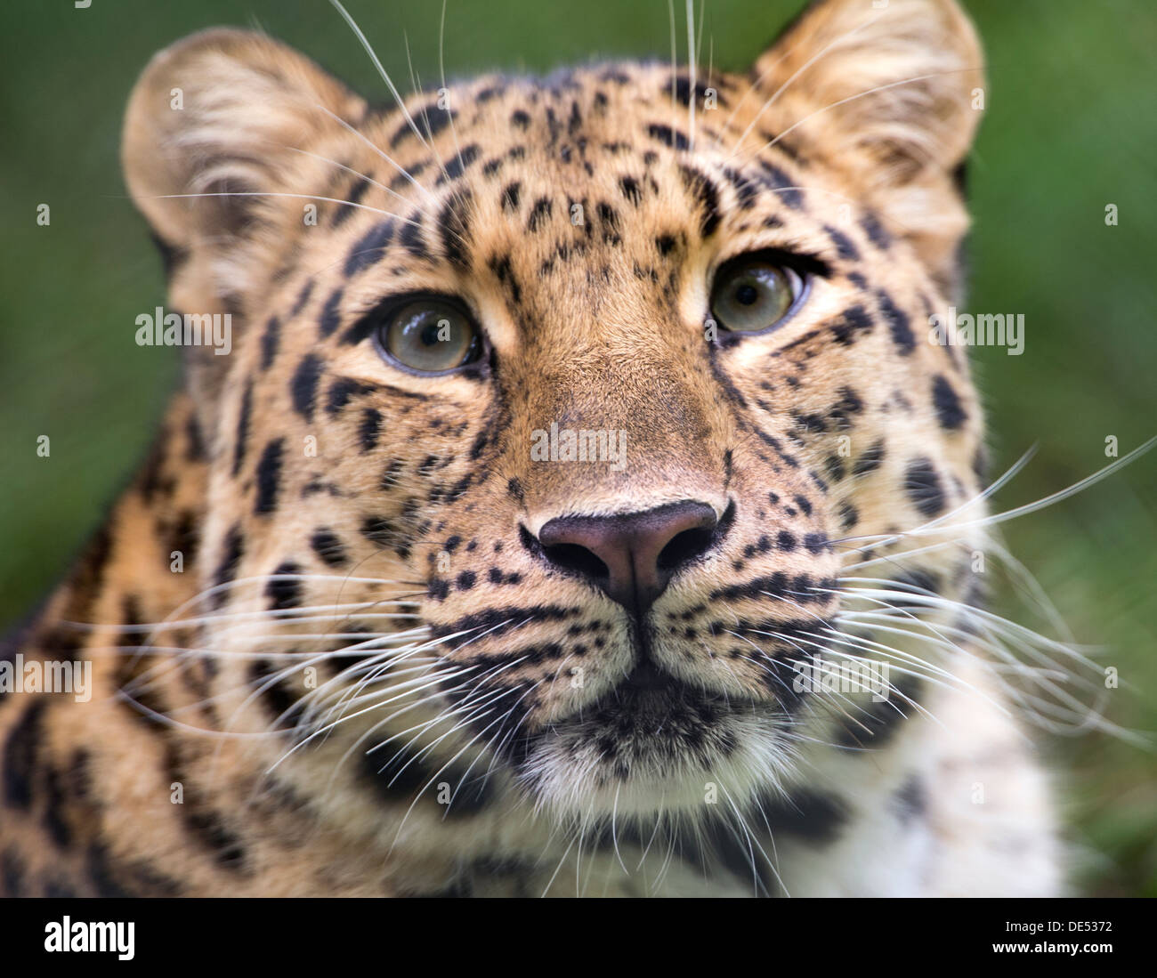 Female Amur leopard (close-up Stock Photo - Alamy