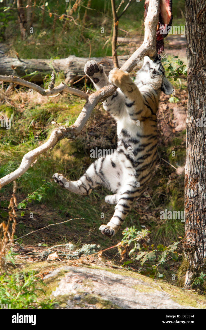 Amur tiger cub swinging from tree, trying to reach meat Stock Photo - Alamy