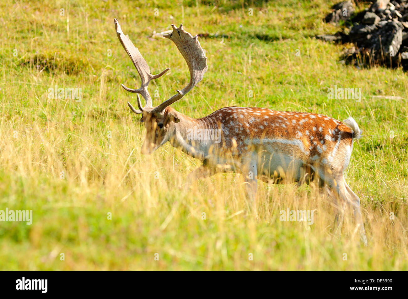 Male fallow deer walking in hi-res stock photography and images - Alamy