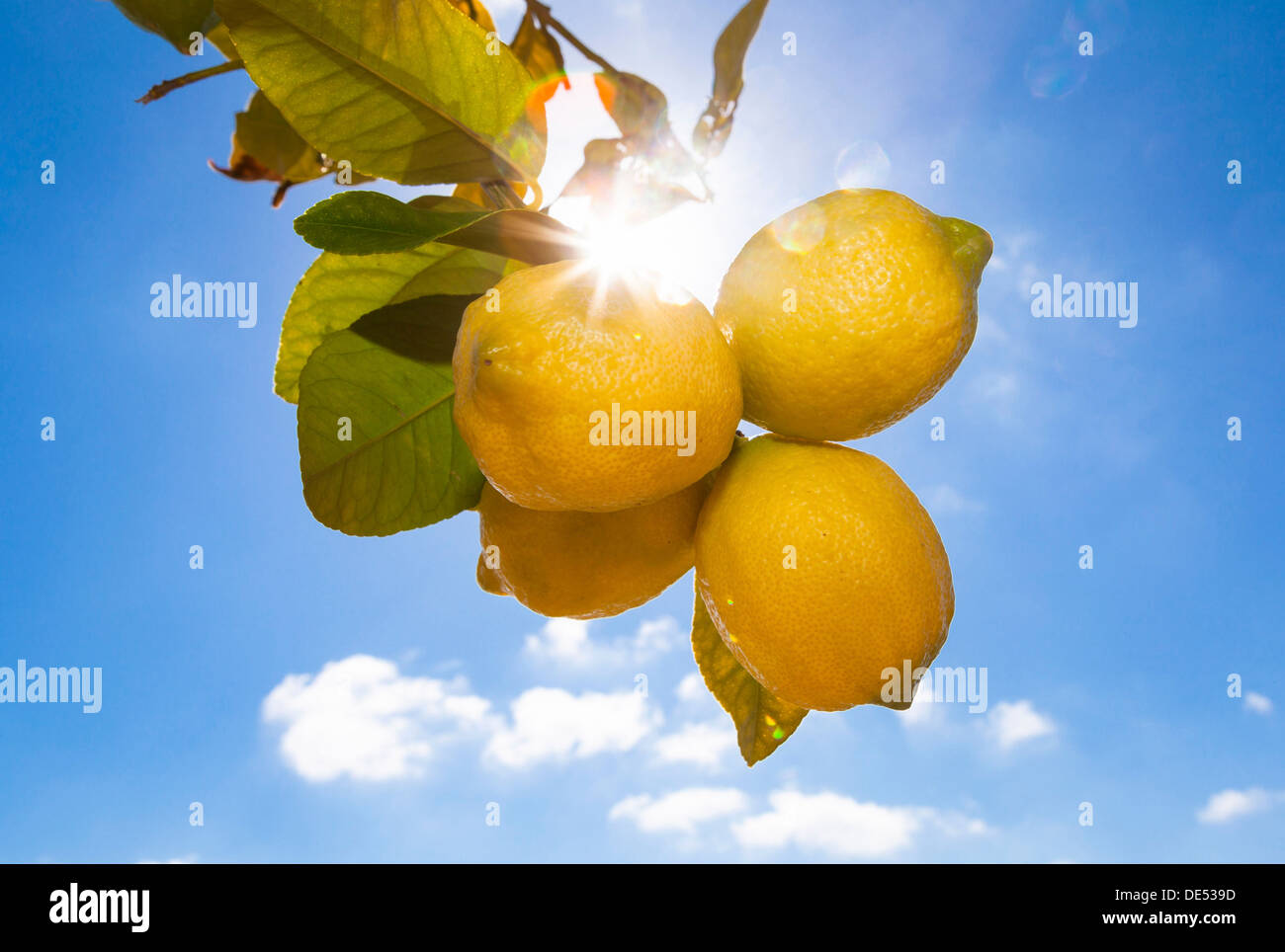 Lemons on branches of tree hi-res stock photography and images - Alamy